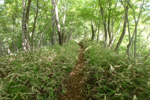 夏を先取り！【RunField】トレイルランニングセッションin日光 | e-moshicom（イー・モシコム）