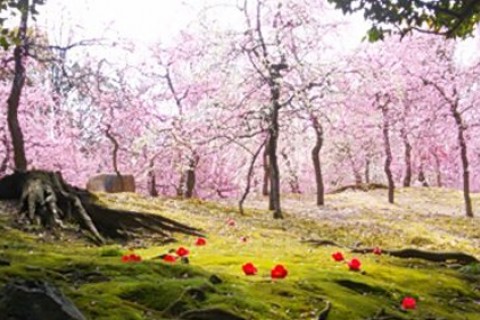 城南宮で しだれ梅を愛でるっ(集団走・約18km) | e-moshicom（イー・モシコム）