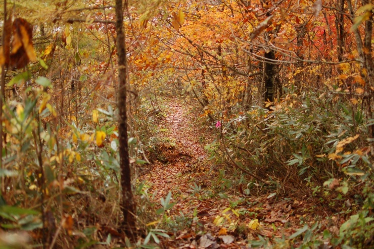 【RunField】紫波あづまねトレイルランニングセッション（12月開催） | e-moshicom（イー・モシコム）