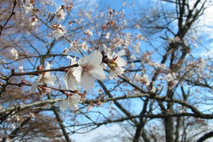 Spa to summit！ さくらやまトレイル2025 - RUNNET ランネット・大会ガイド&エントリー