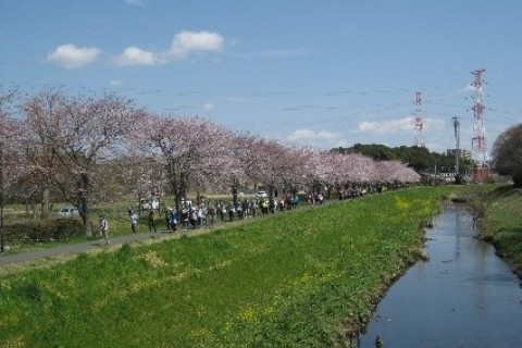 大堀川の桜三昧W 2024 8／12km 団体歩行 | e-moshicom（イー・モシコム）