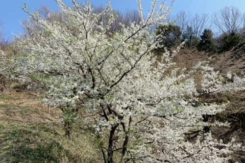 3/24(日)【朝活！春の早朝トレイルラン】ゆっくり | e-moshicom（イー・モシコム）