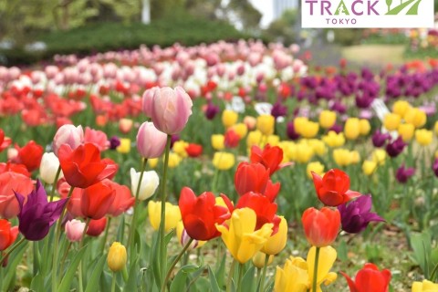 お台場チューリップ巡りRUN | e-moshicom（イー・モシコム）
